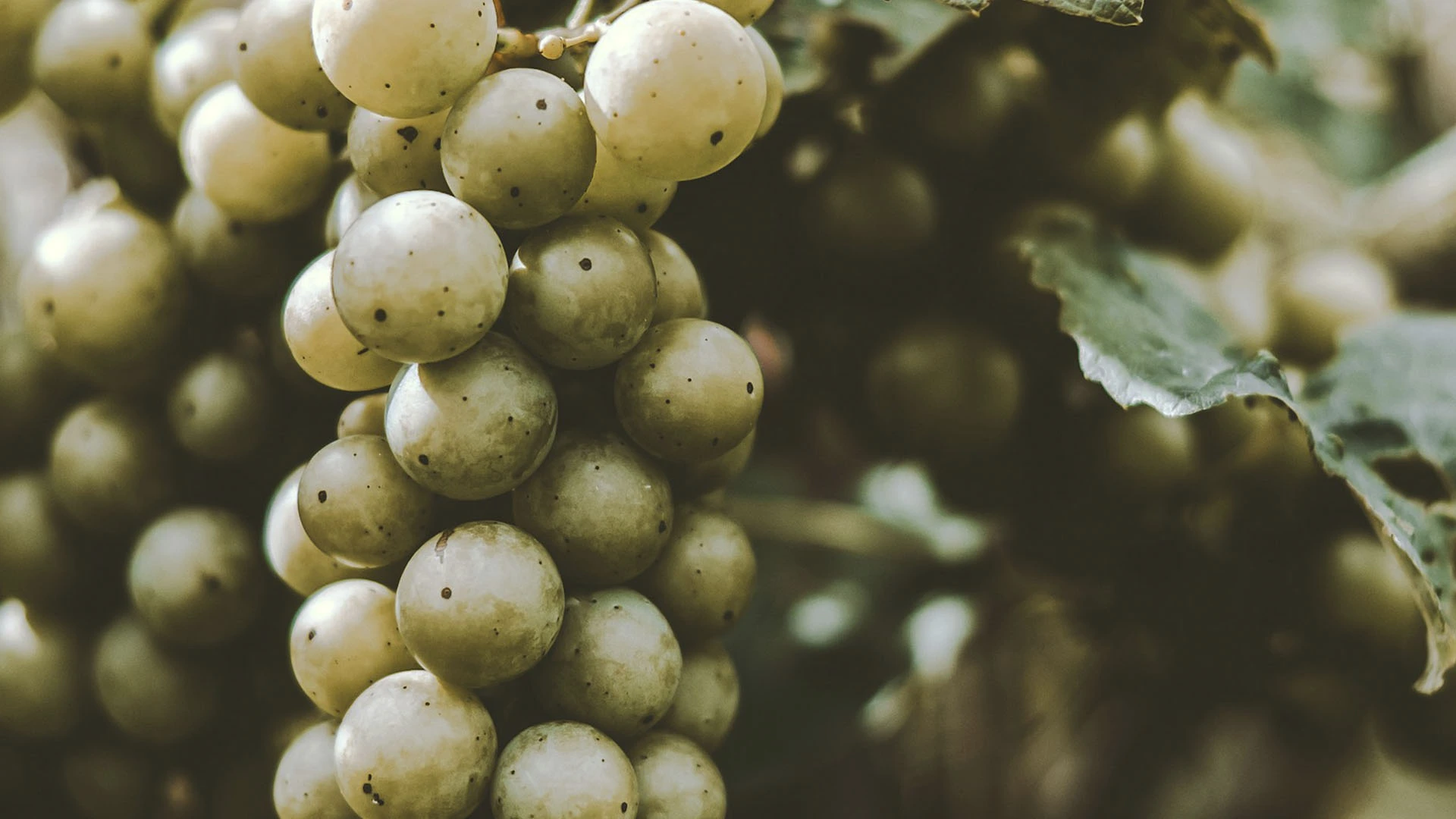 Discover Clairette: Everything You Need to Know About this Grape Varietal